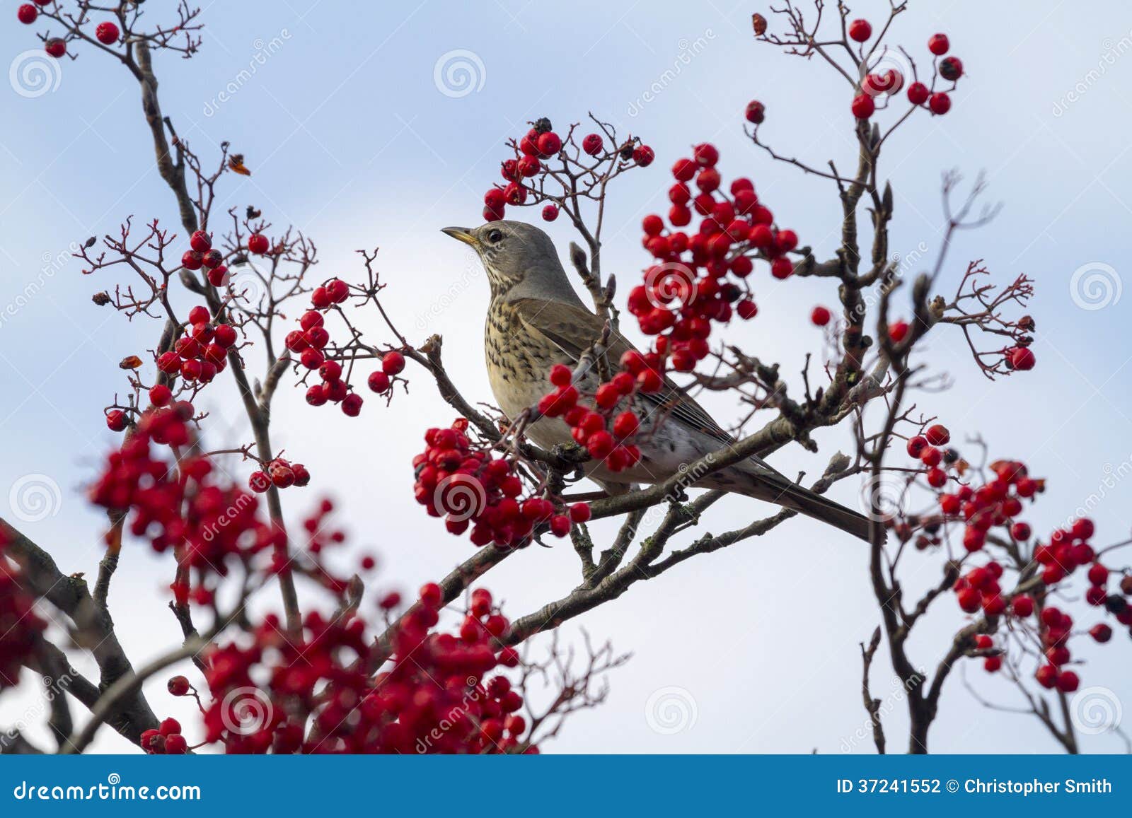 Tordella (pilaris Del Turdus) Foto de archivo - Imagen de invierno ...