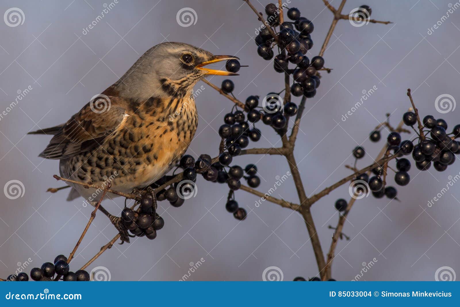 Tordella - Pilaris Del Turdus Foto de archivo - Imagen de cubo, salvaje ...