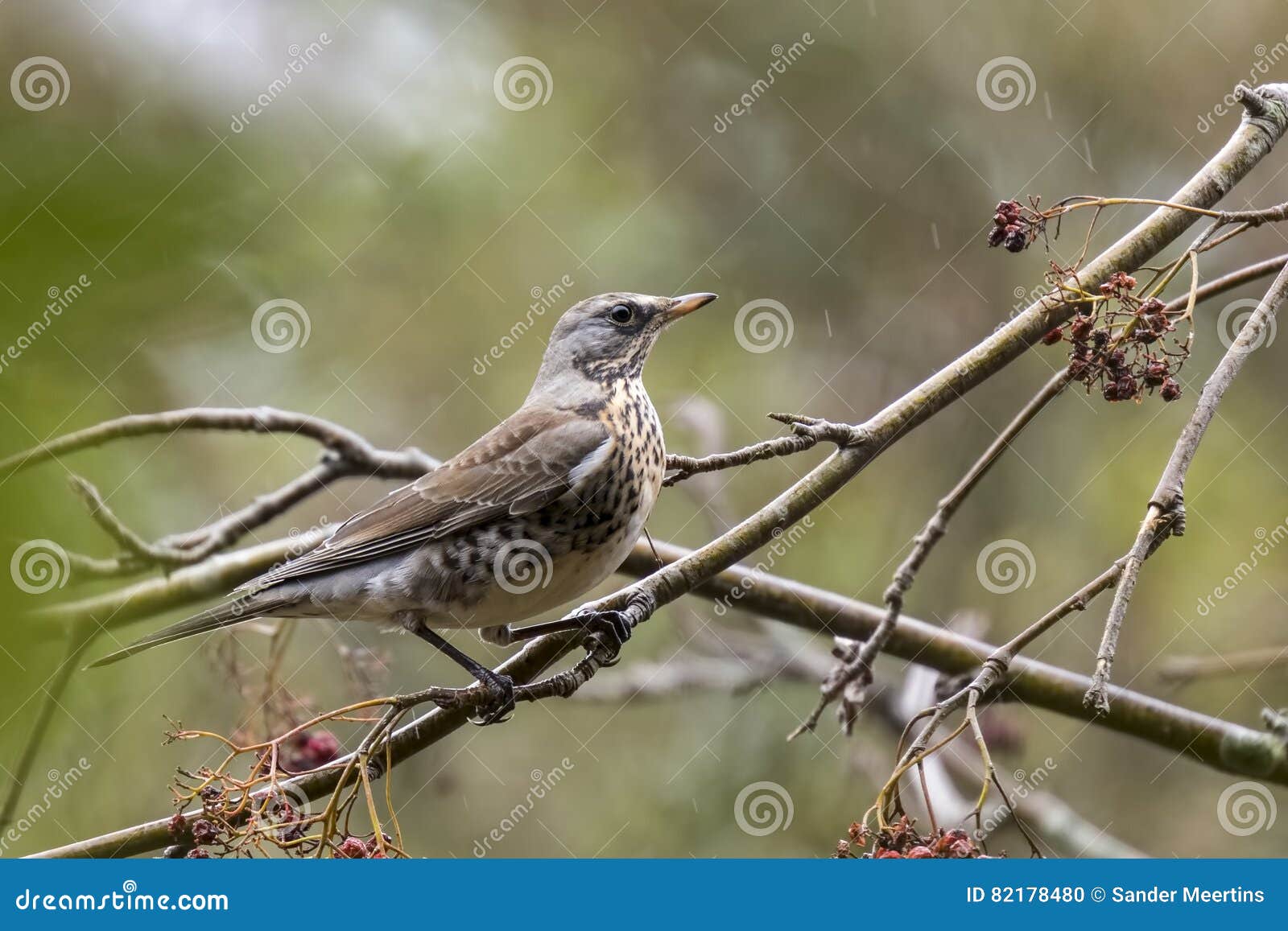 Tordella, Pilaris Del Turdus, Comiendo Bayas Foto de archivo - Imagen ...