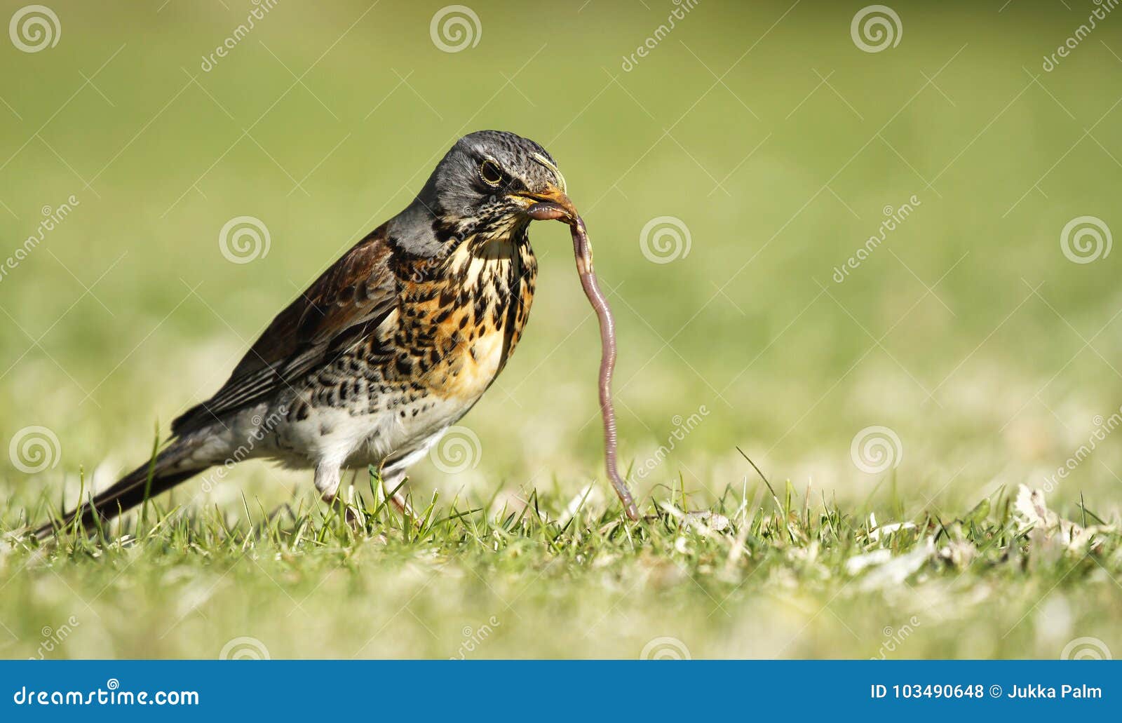 Tordella Que Coge Un Gusano Foto de archivo - Imagen de arbusto ...