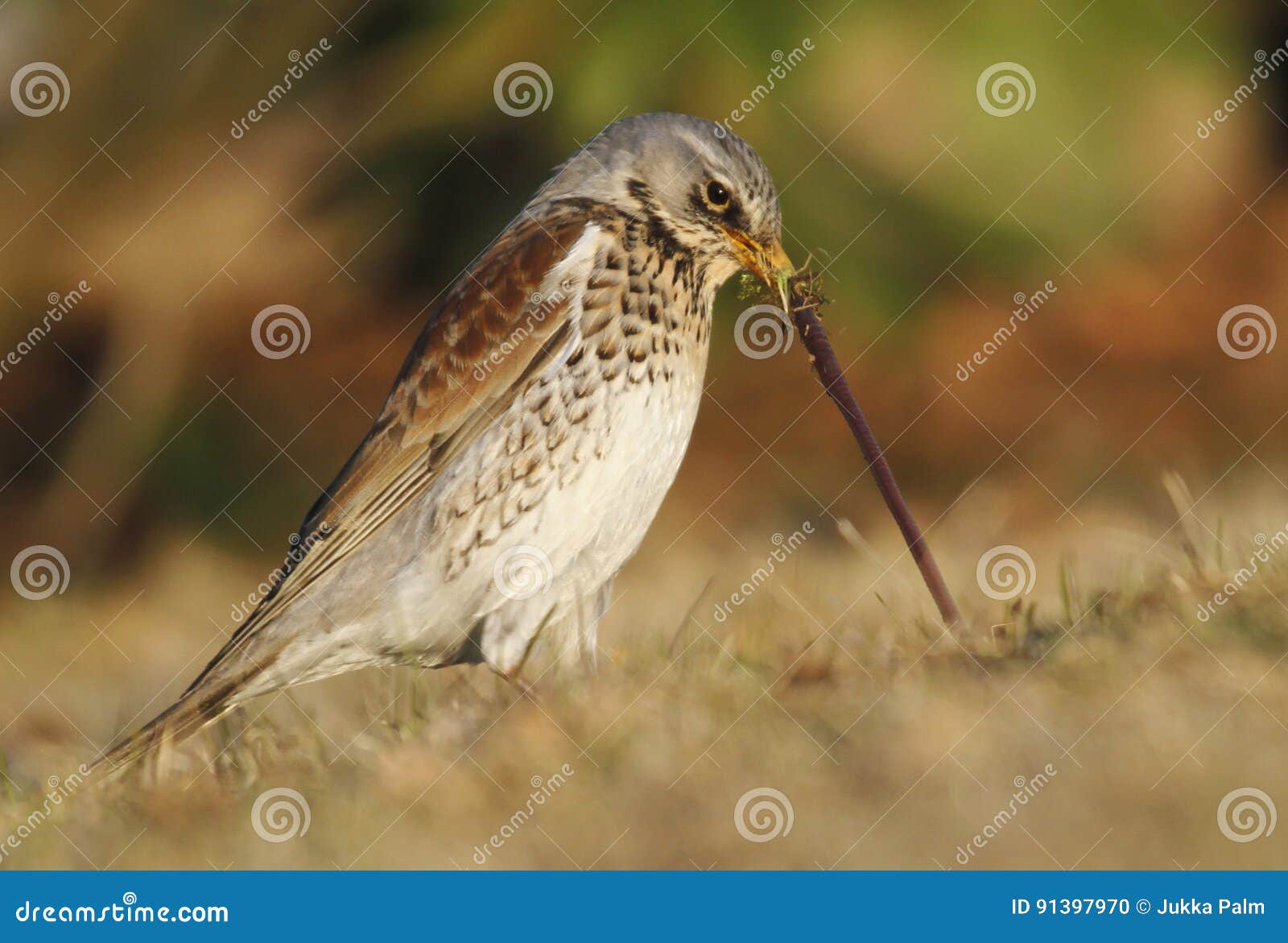 Tordella Que Coge Un Gusano Foto de archivo - Imagen de hierba ...