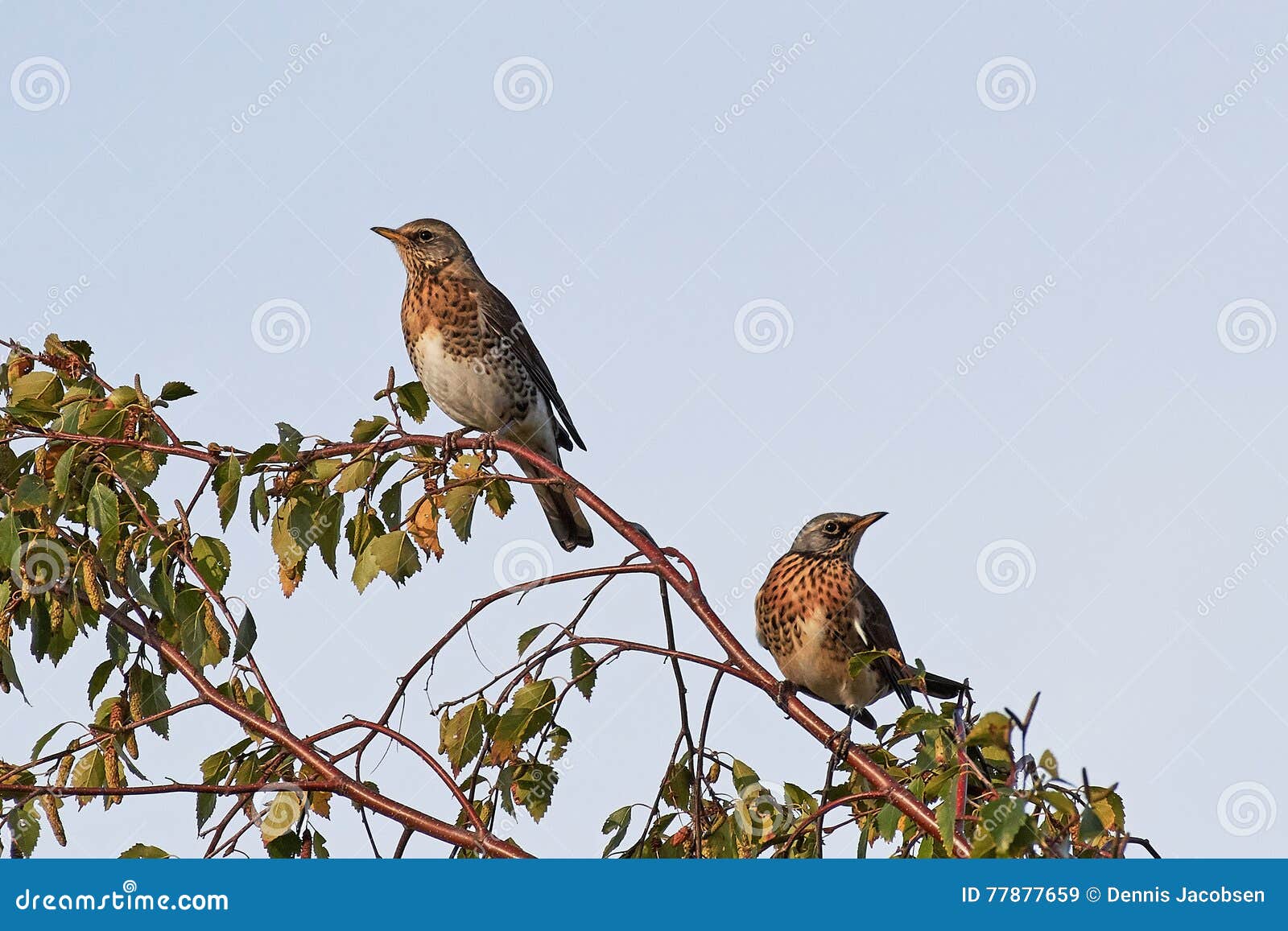 Tordella Y X28; Pilaris& X29 Del Turdus; Imagen de archivo - Imagen de ...