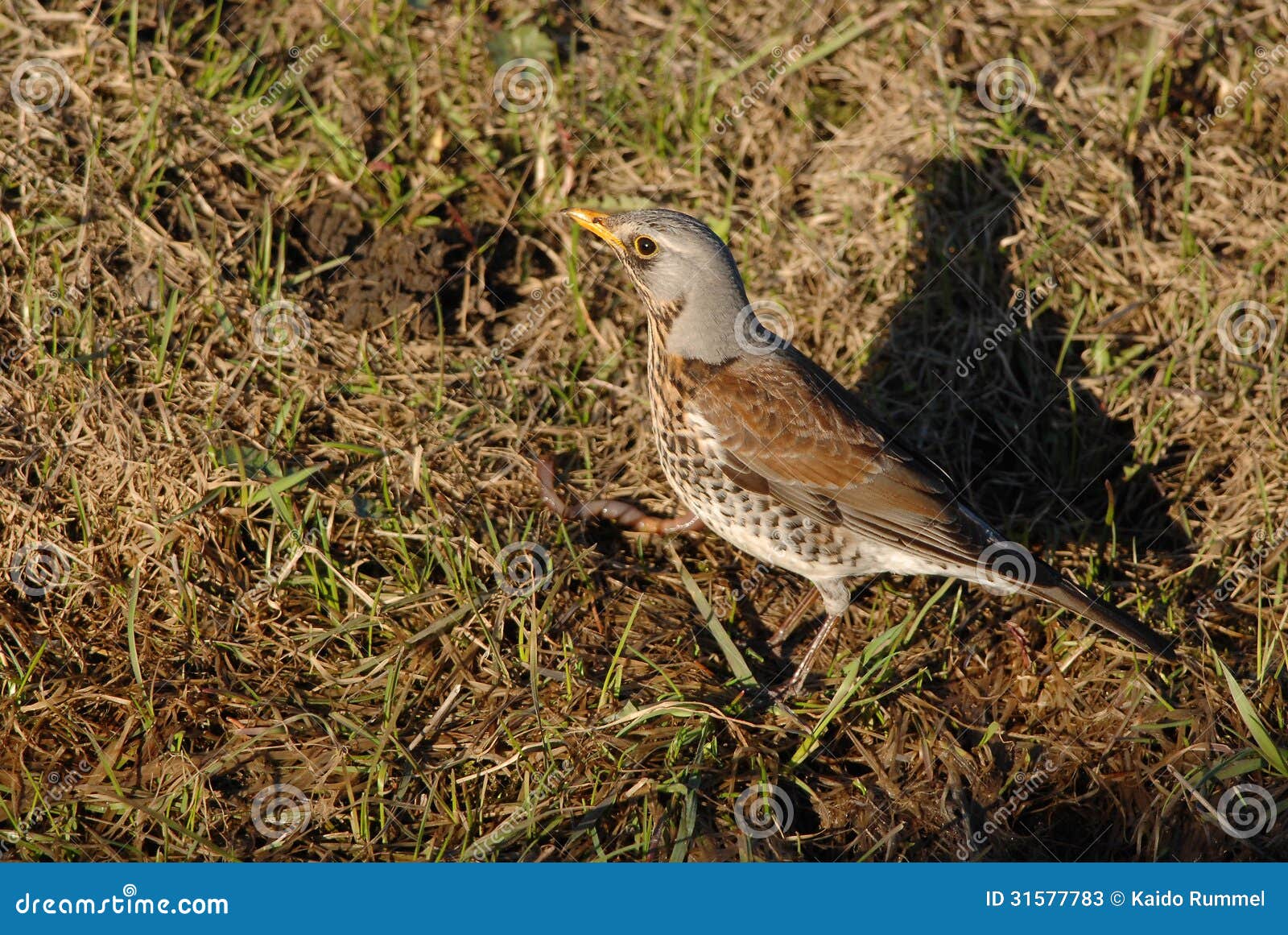 Tordella Y Una Lombriz De Tierra Imagen de archivo - Imagen de prado ...