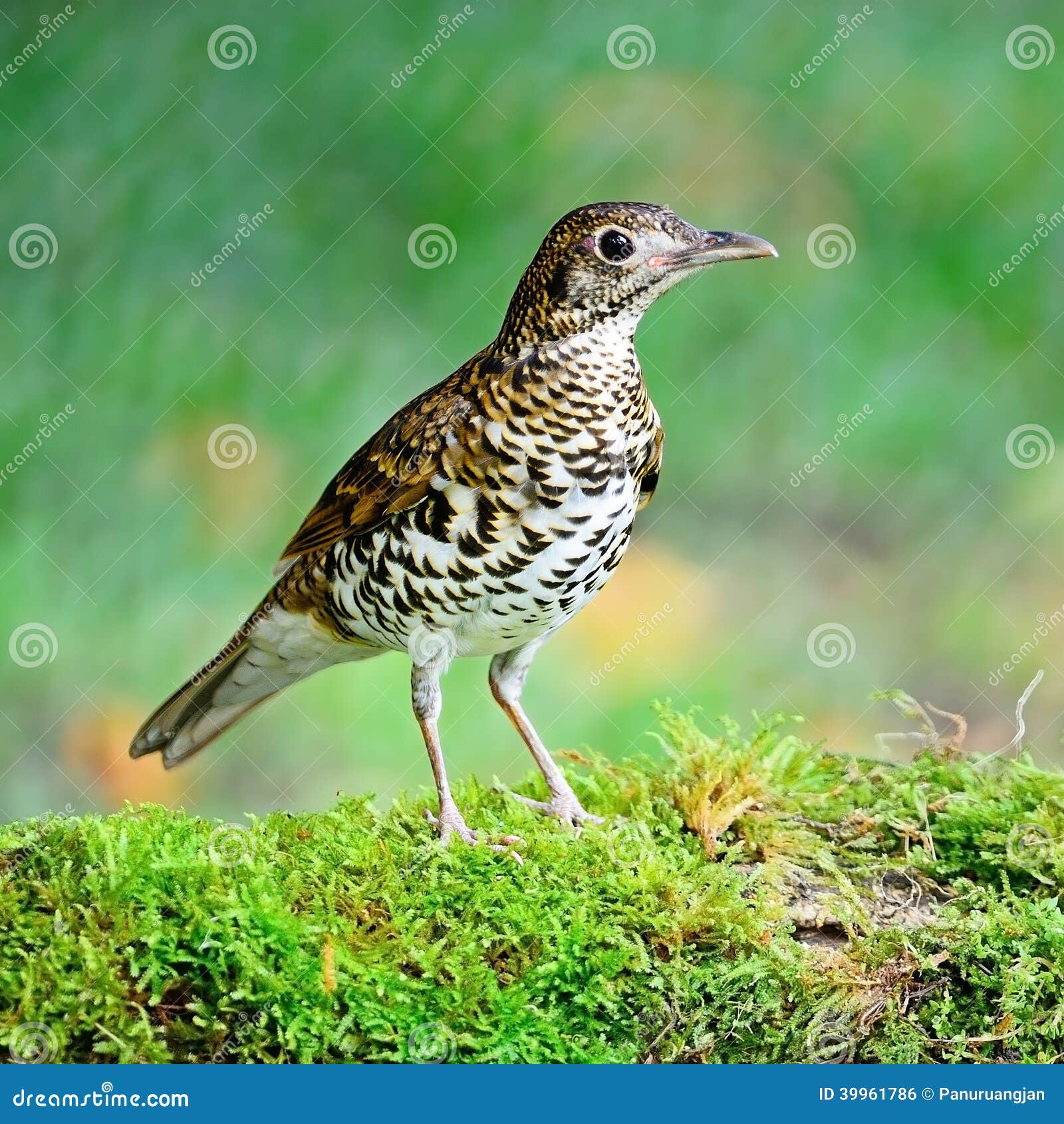 Tordo bianco fotografia stock. Immagine di squamoso, posizione - 39961786