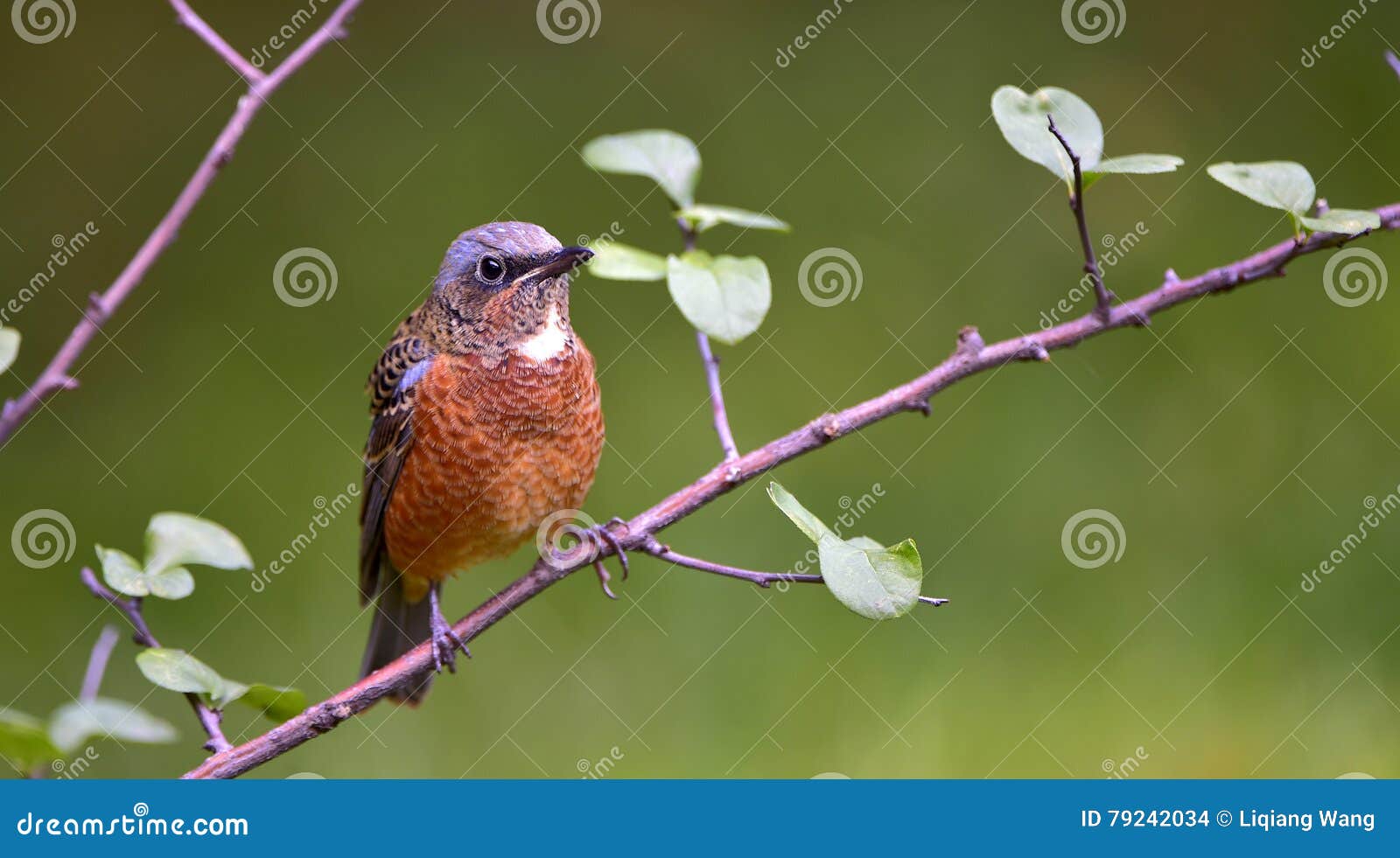 Tordo Blanco-throated De La Roca Foto de archivo - Imagen de ramita ...