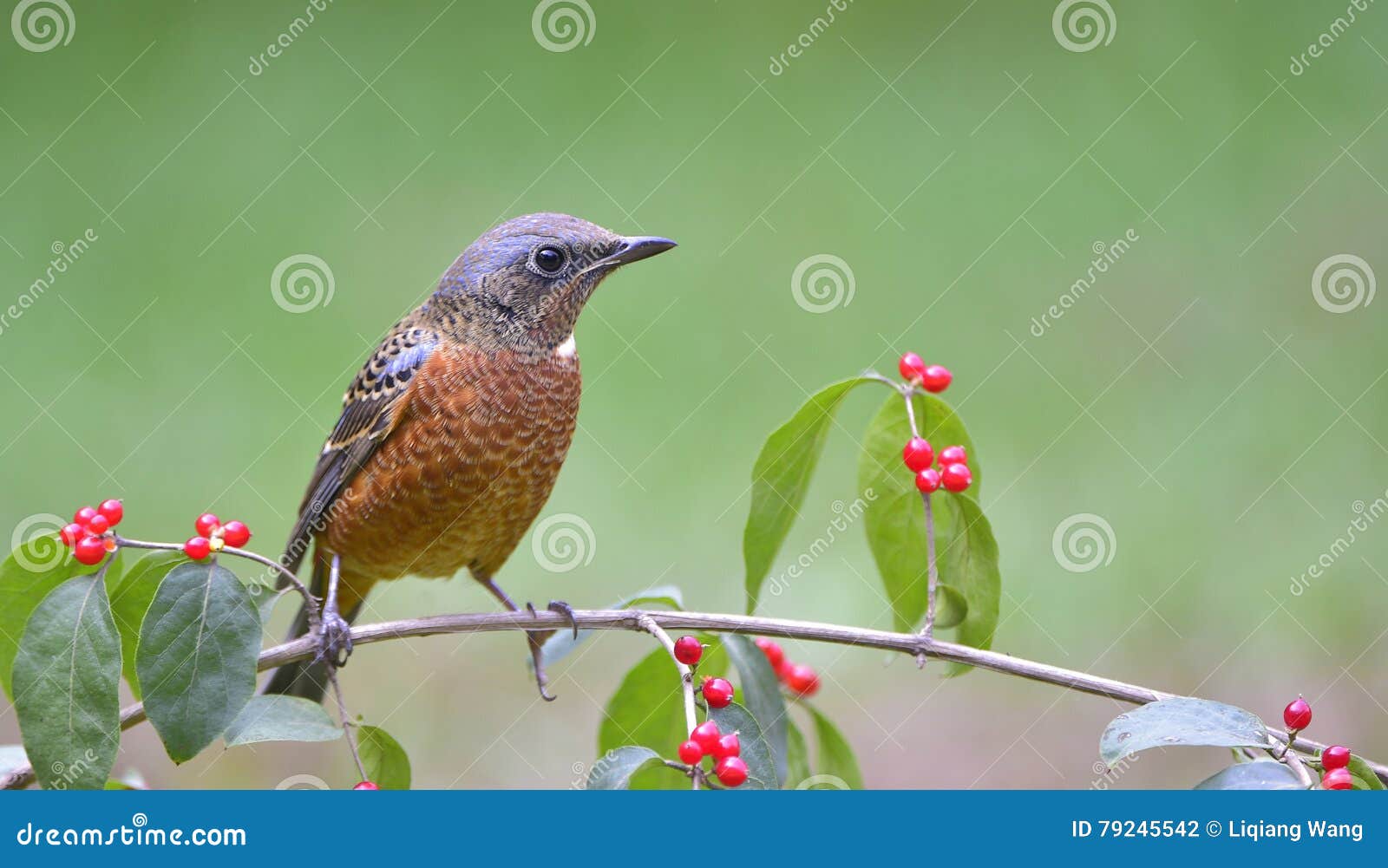 Tordo Blanco-throated De La Roca Foto de archivo - Imagen de organismo ...