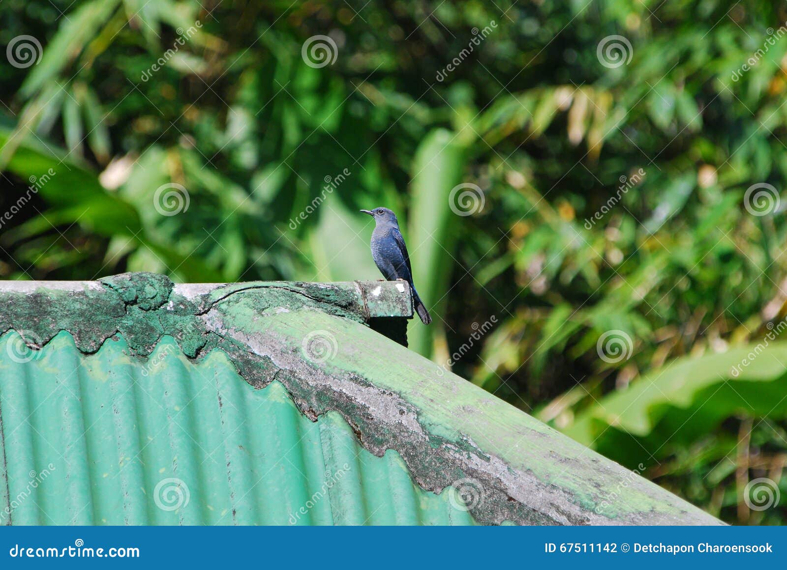 Tordo de la roca azul foto de archivo. Imagen de naturalizado - 67511142