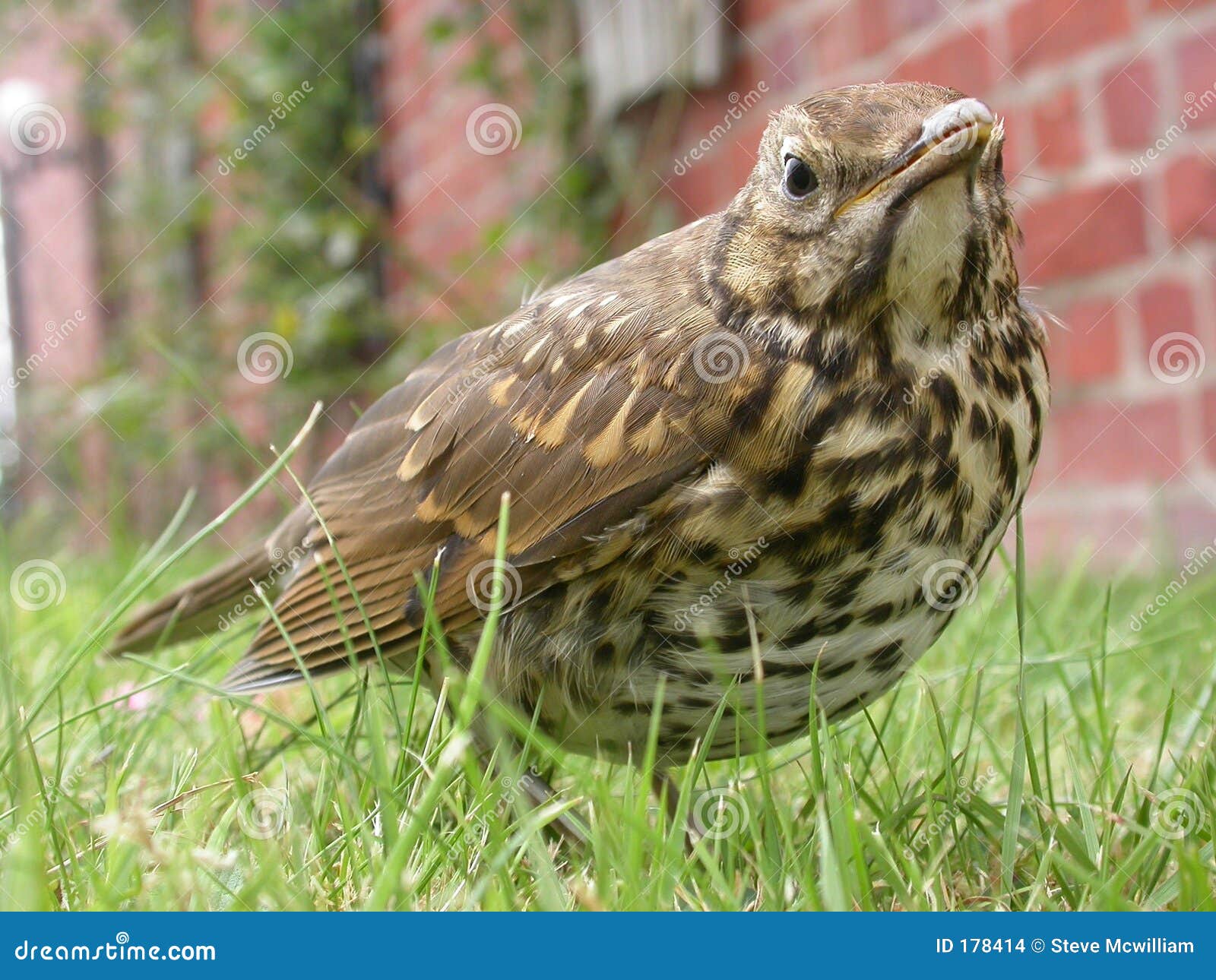 Tordo juvenil 01 foto de archivo. Imagen de primer, aviar - 178414