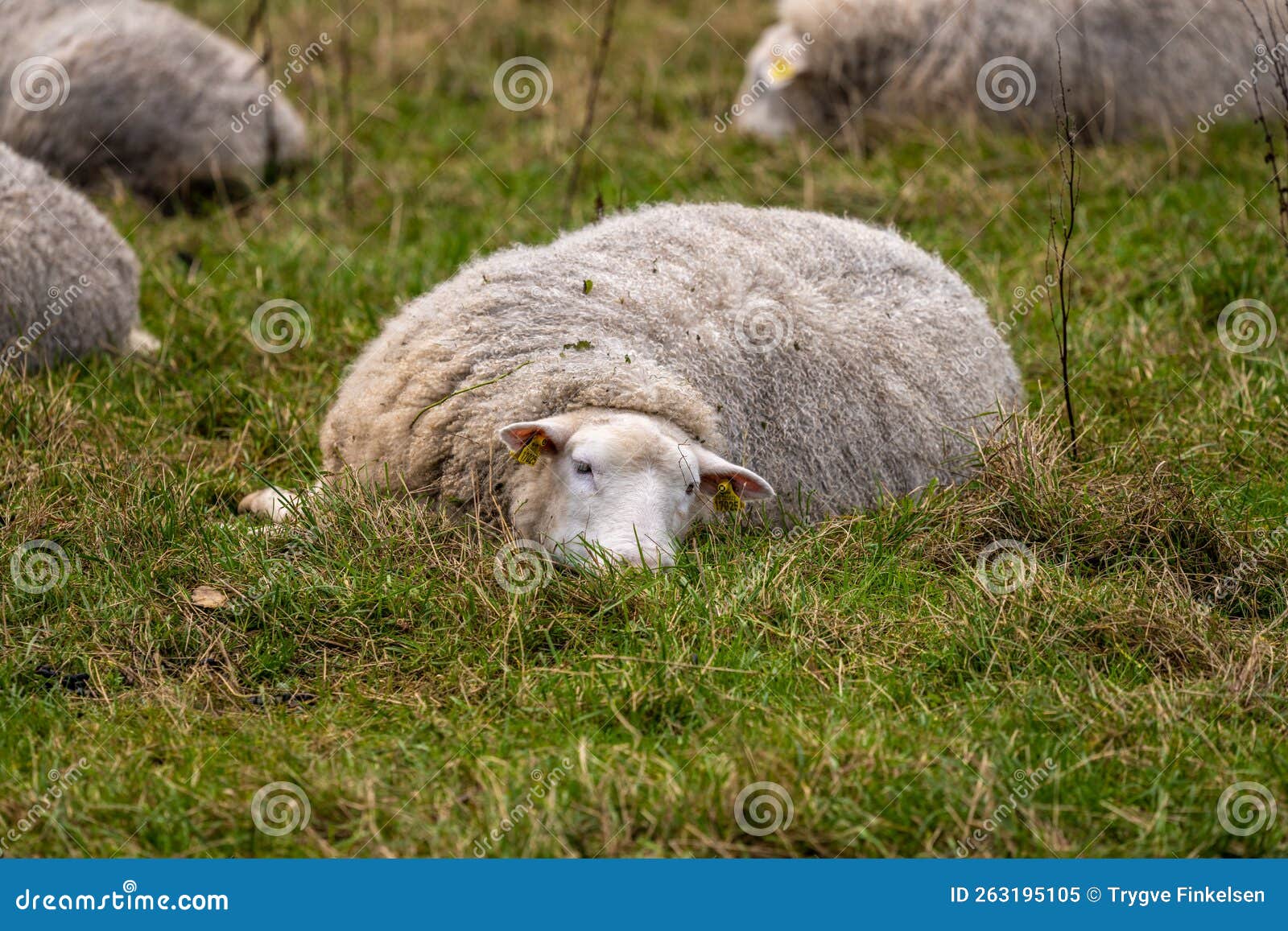 Tored sheep in the grass.. stock image. Image of wool - 263195105