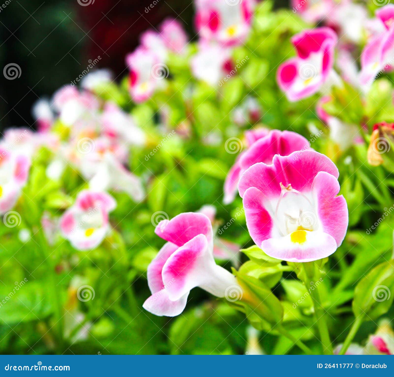 Torenia flower stock image. Image of color, bluewings - 26411777