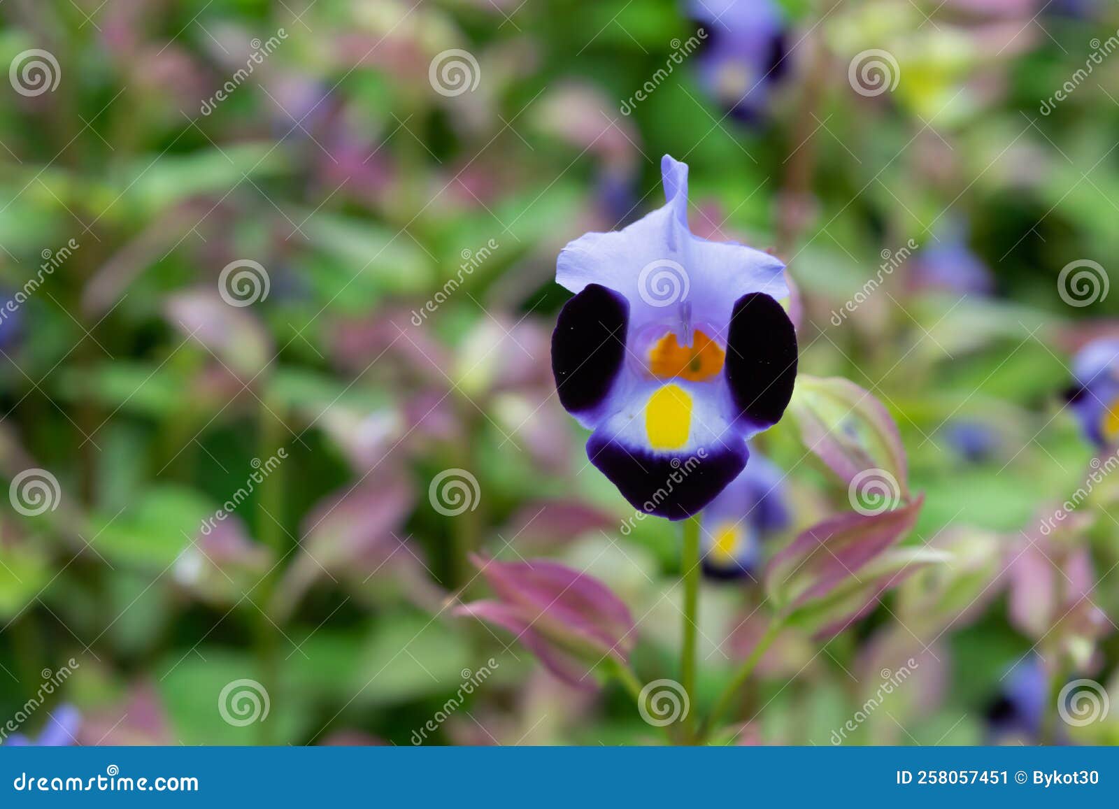 Beautiful Blue Torenia Fournieri Flower, Close-up. Stock Image - Image ...