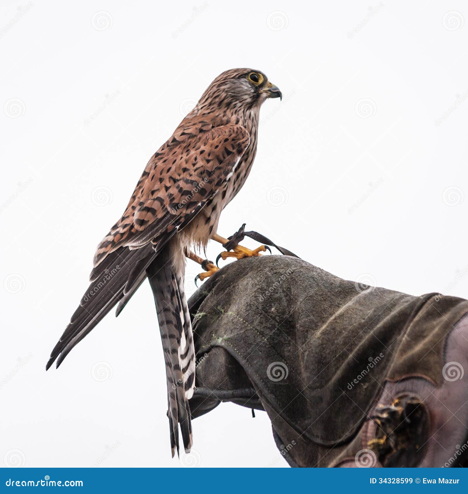 Torenvalk stock afbeelding. Image of observeren, slechtvalk - 34328599