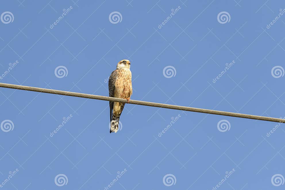 Torenvalk stock foto. Image of wild, roofdier, mannetje - 81651660