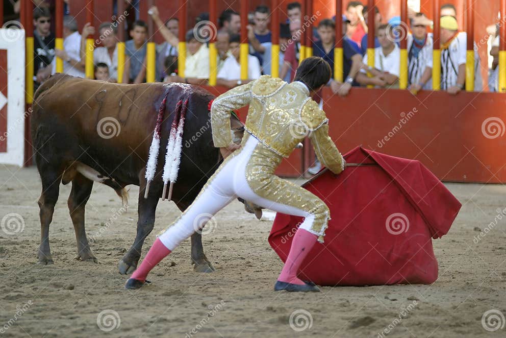 Torero and bull stock photo. Image of dead, value, torero - 772462