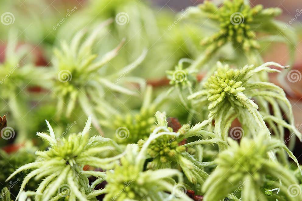 Torf-Moos (Sphagnum) stockfoto. Bild von muster, moos - 16968720