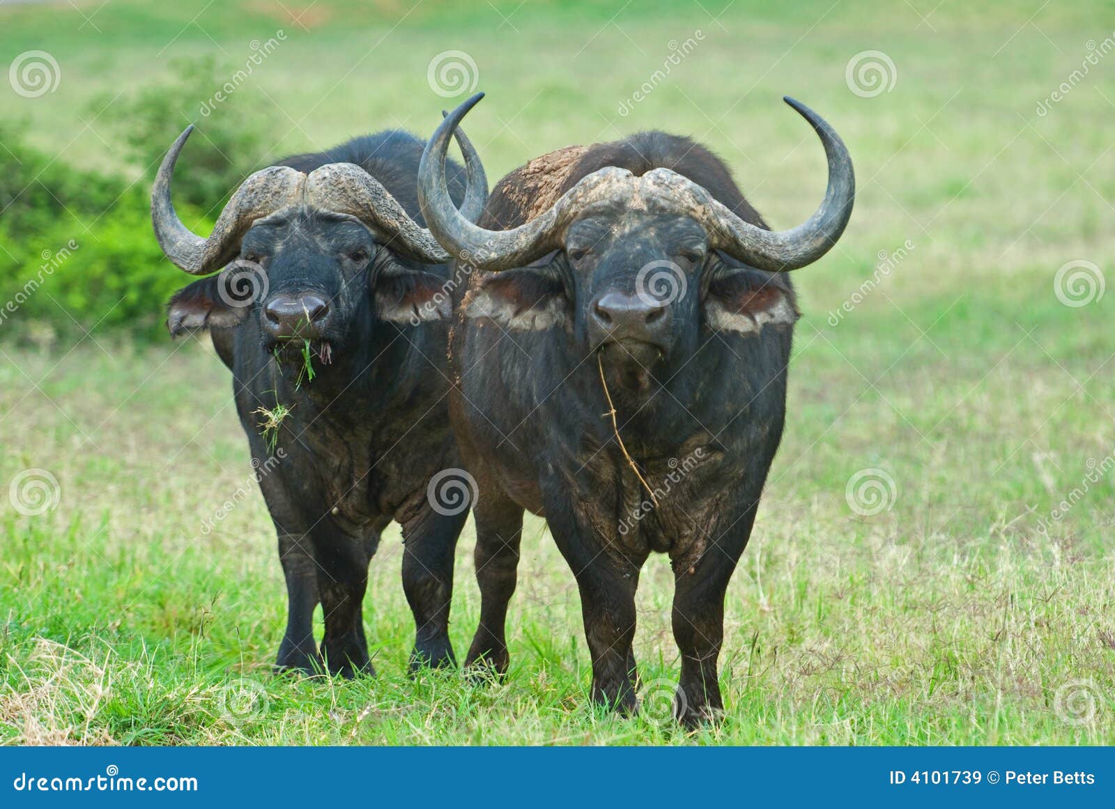 Tori della Buffalo immagine stock. Immagine di carica - 4101739