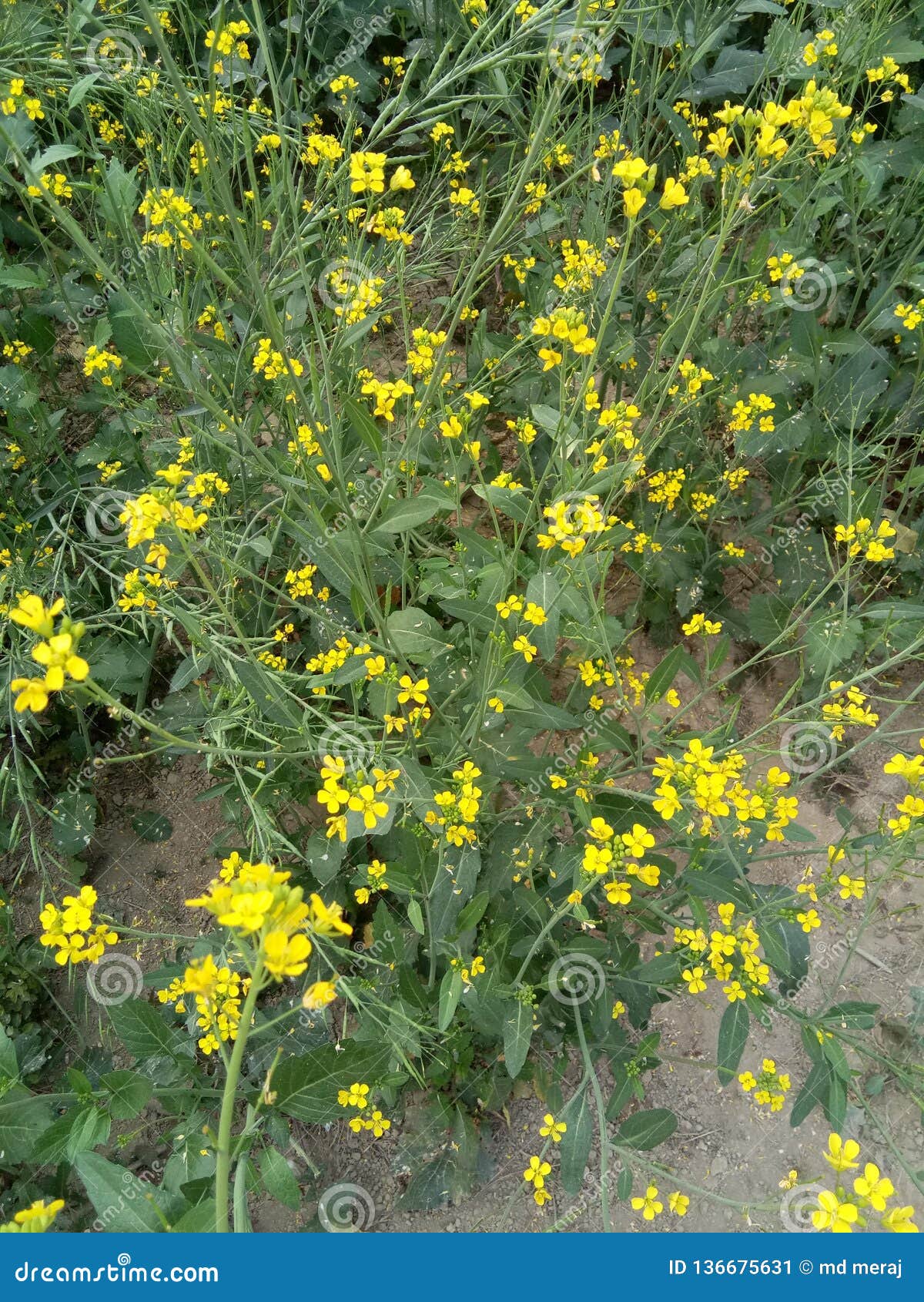 Tori flower stock image. Image of nice, small, tori - 136675631