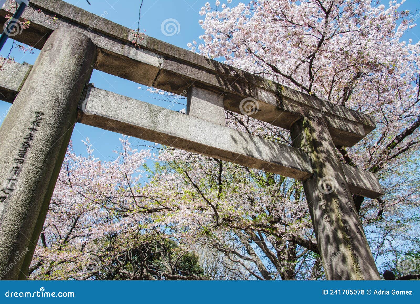 Tori Gate and Cherry Blossom Editorial Stock Photo - Image of japan ...