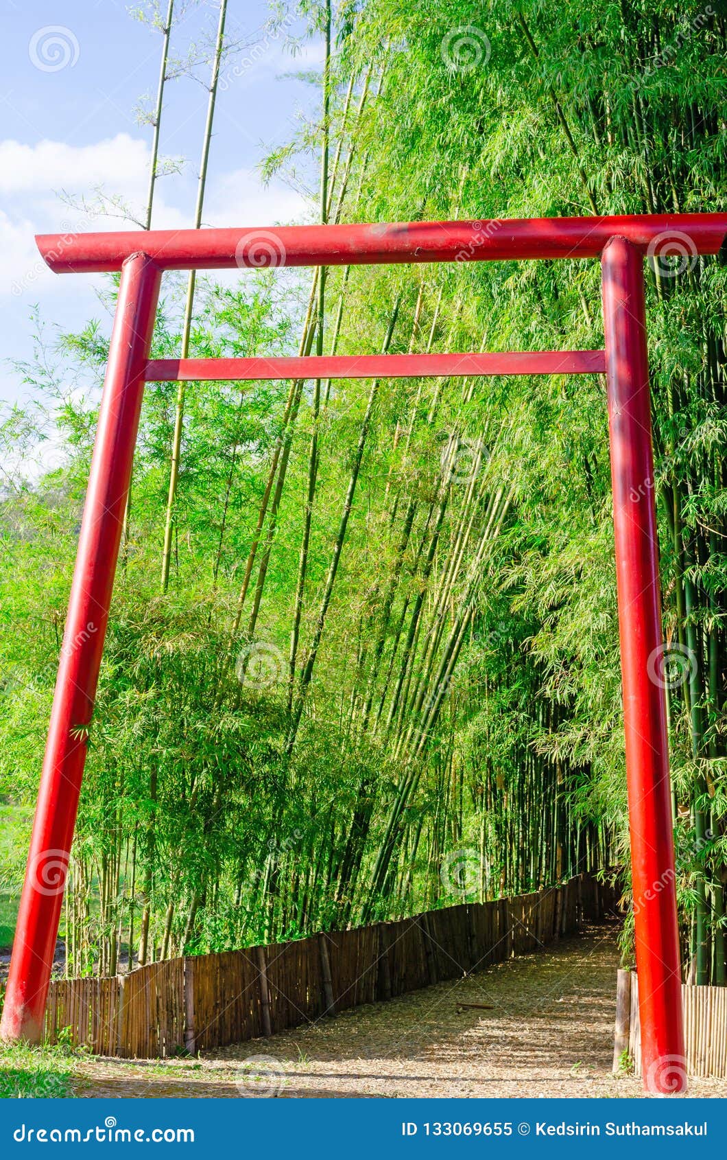 Torii Gate and Bamboo Forest with Walkway Stock Image - Image of green ...