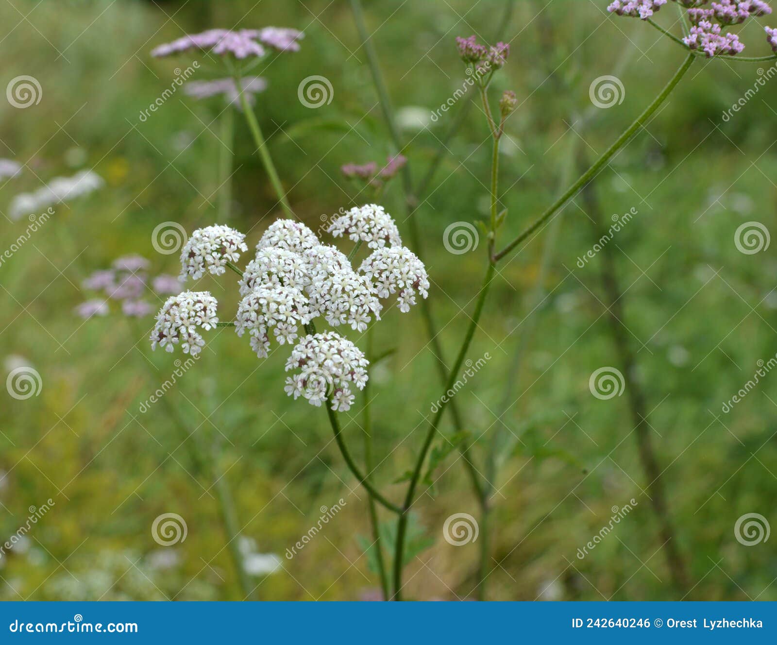 Torilis Japonica Grows in the Wild Stock Photo - Image of freezing ...