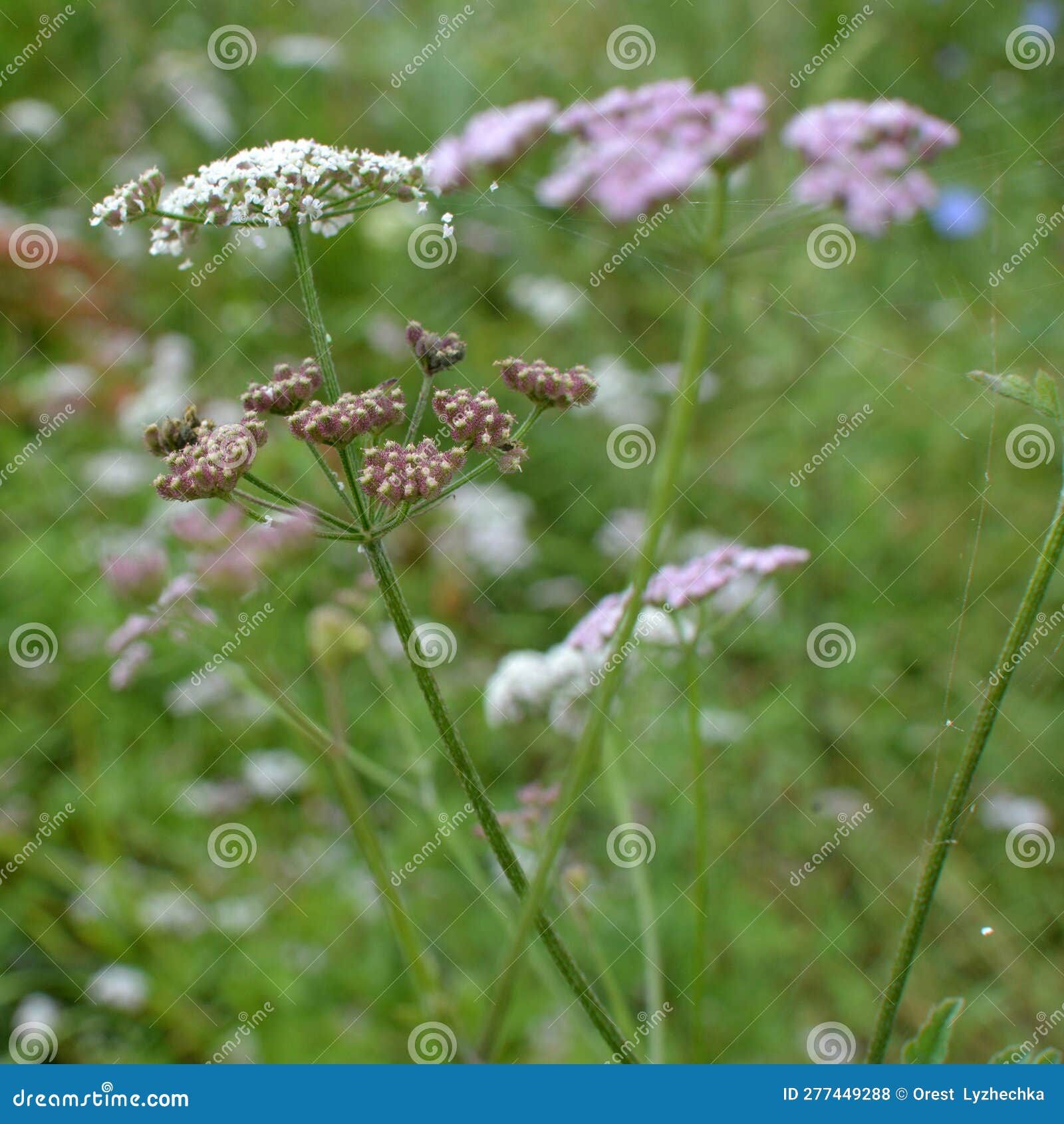 Torilis Japonica Grows in the Wild Stock Photo - Image of root, pattern ...