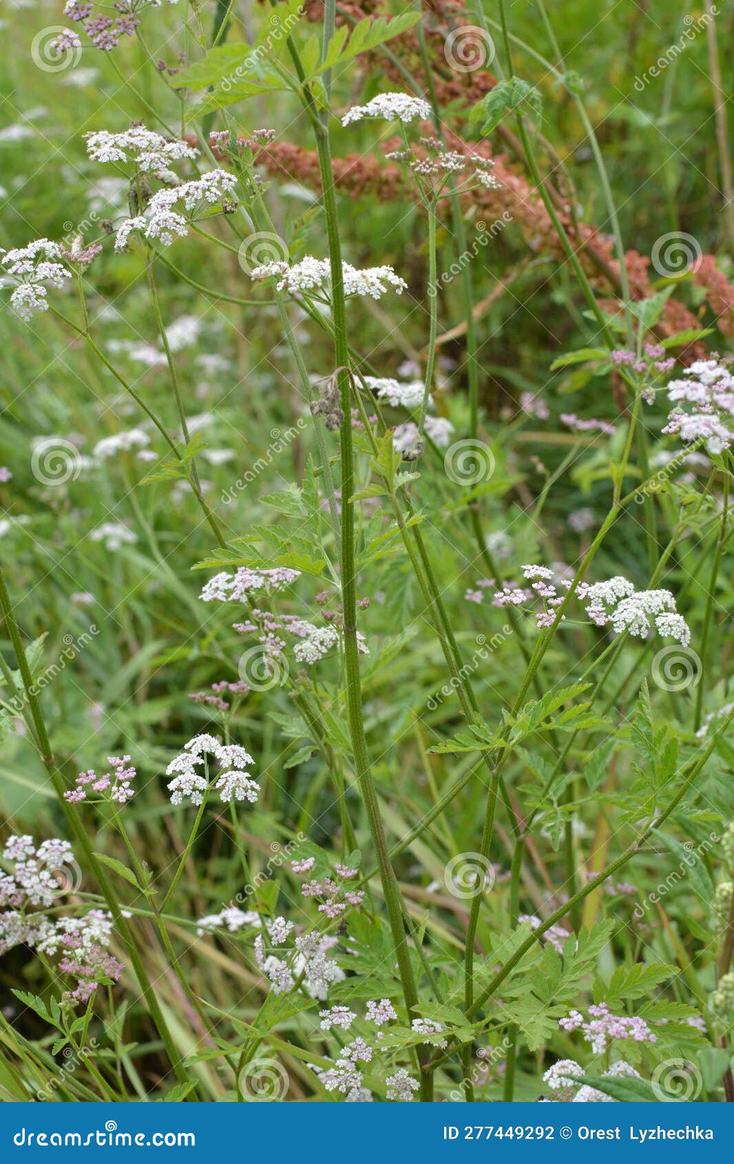 Torilis Japonica Grows in the Wild Stock Photo - Image of scene, family ...