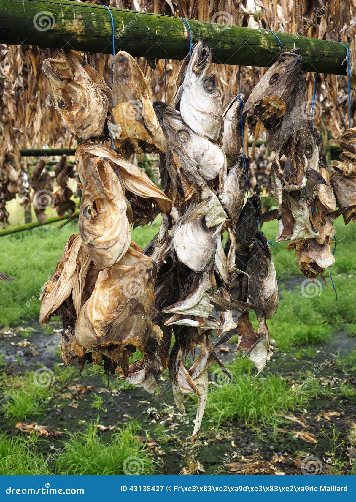 Torka fisken, Island fotografering för bildbyråer. Bild av natur - 43138427