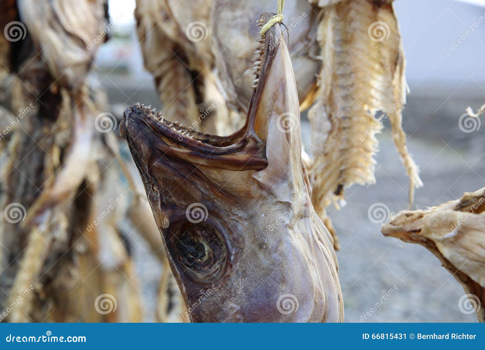 Torkad fisk fotografering för bildbyråer. Bild av fiskar - 66815431
