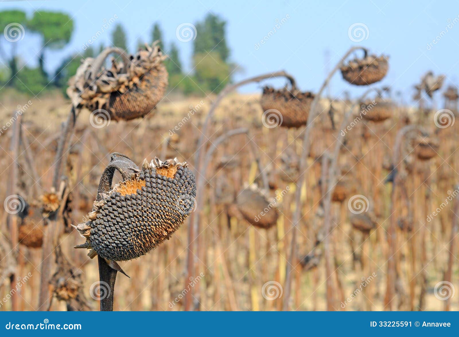 Torkade solrosor fotografering för bildbyråer. Bild av stjälk - 33225591