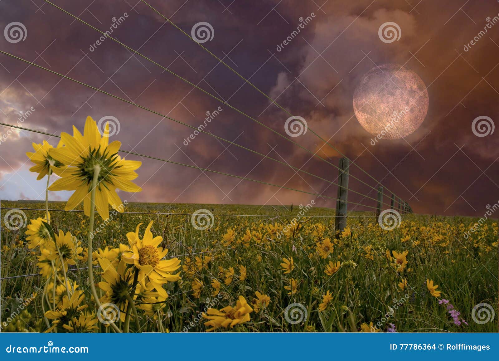 Tormenta roja foto de archivo. Imagen de granja, planta - 77786364