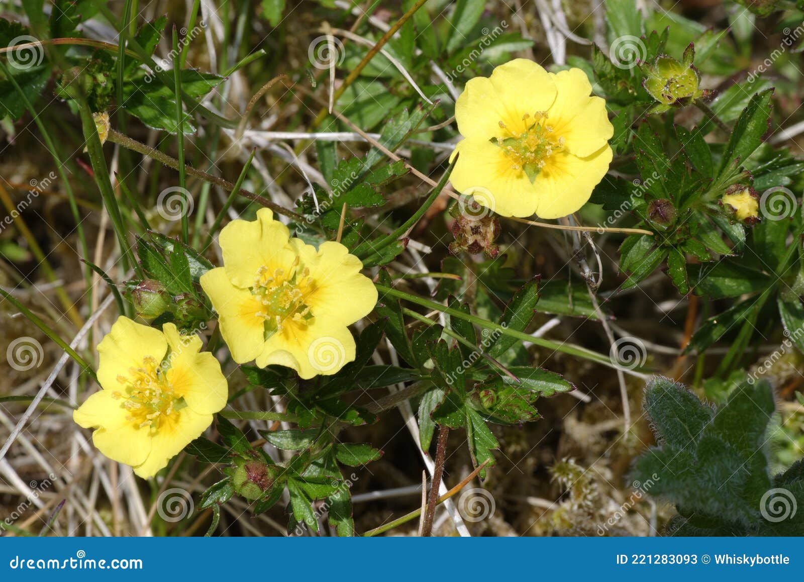 Tormentil stock image. Image of somerset, spring, rosaceae - 221283093