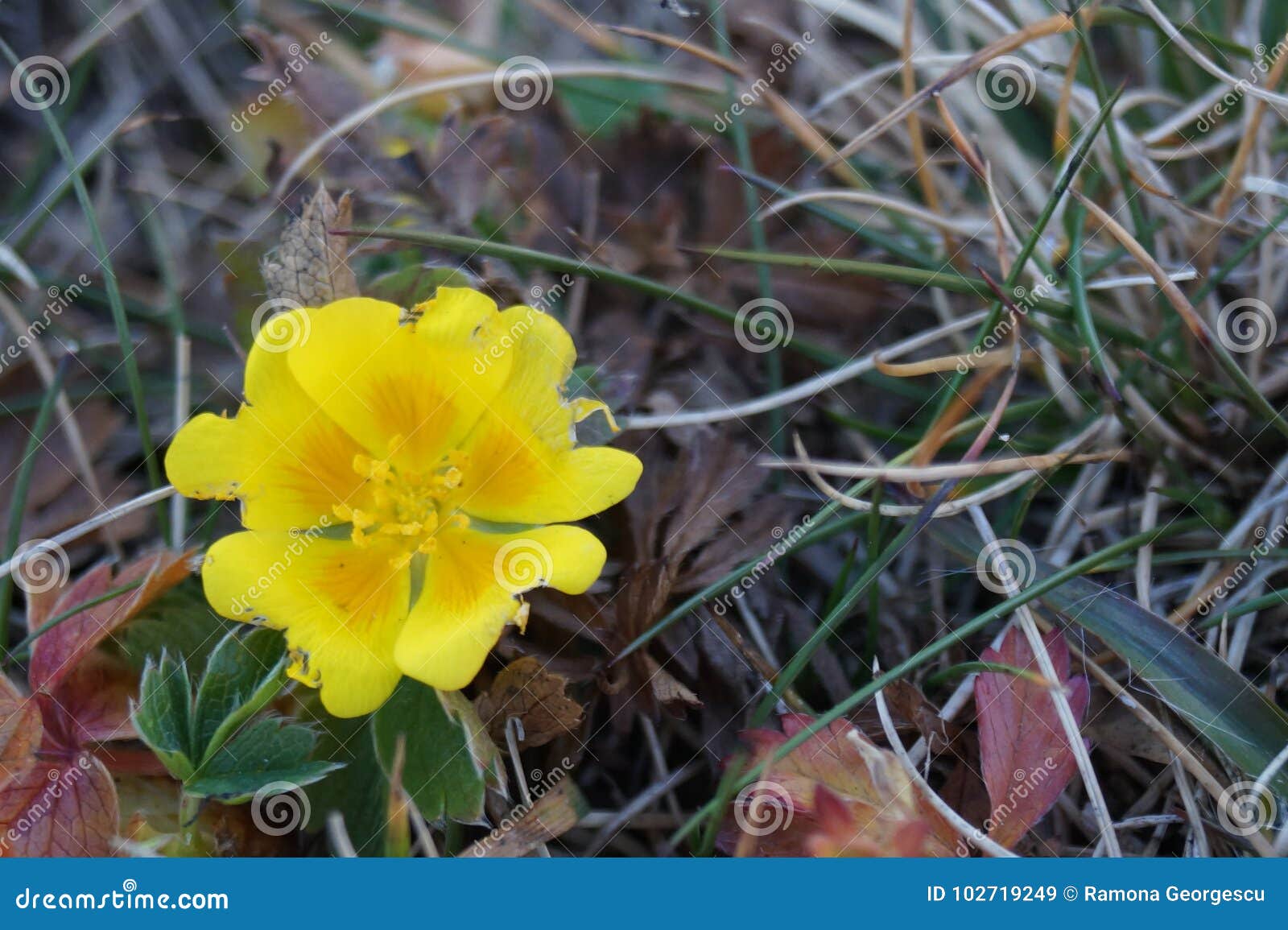 Tormentil, Potentilla Tormentilla Obraz Stock - Obraz złożonej z kwiat ...