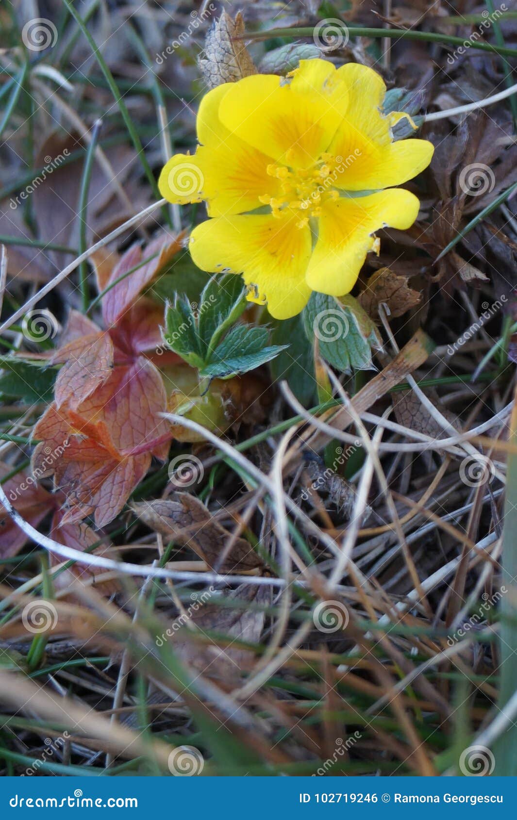 Tormentil, Tormentilla Del Potentilla Foto de archivo - Imagen de cubo ...