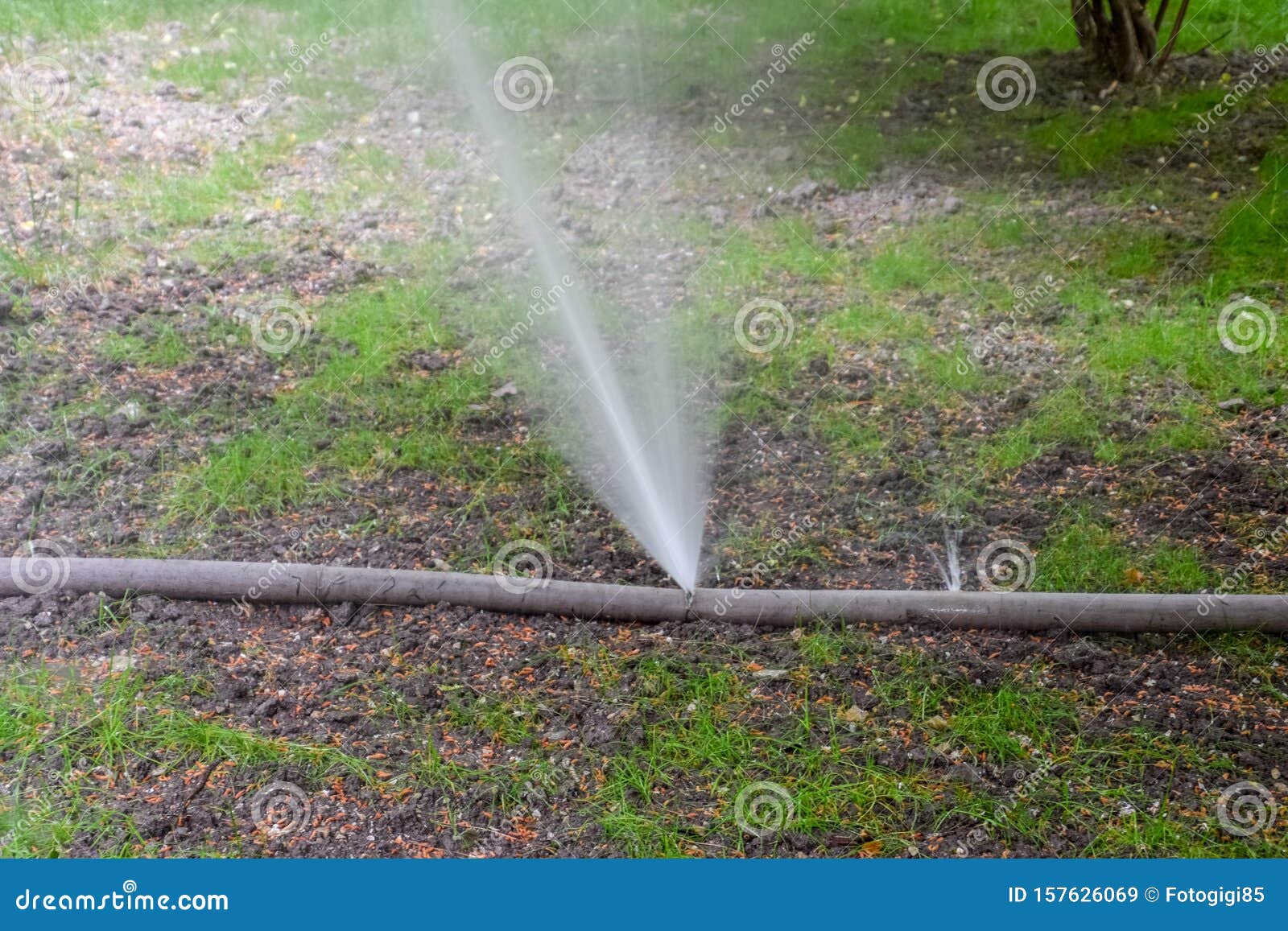 Torn Fire Hose Watering Torn Fire Hose In A Park Of Trees. A Stream Of ...