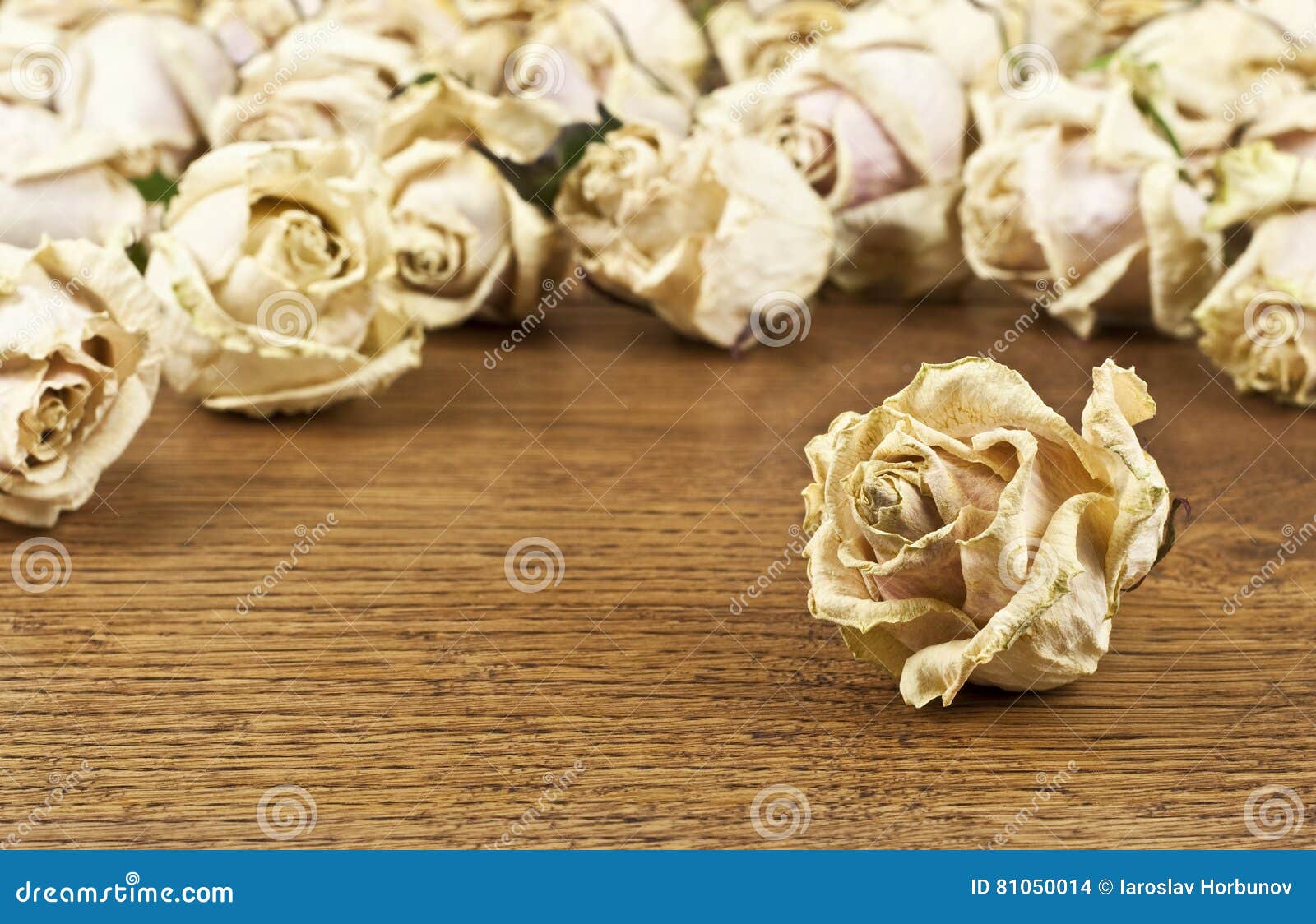 Torn flowers roses stock photo. Image of close, objects - 81050014