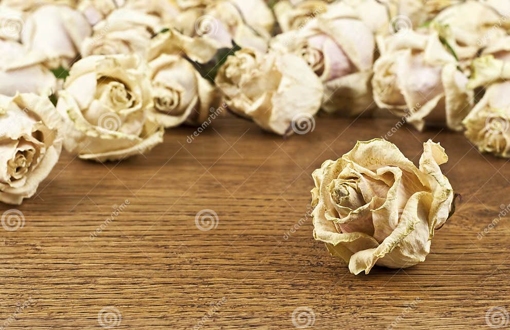 Torn flowers roses stock photo. Image of close, objects - 81050014