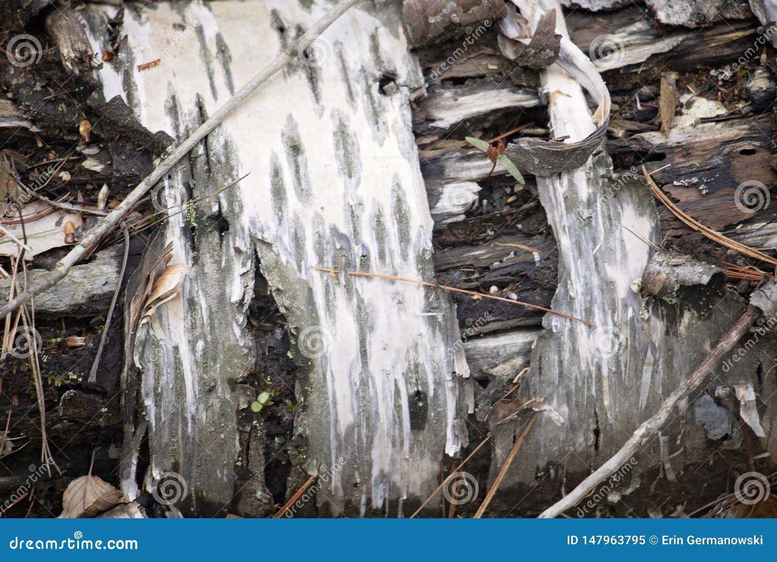 Torn Grunge Birch Bark Texture Stock Image - Image of torn, tree: 147963795