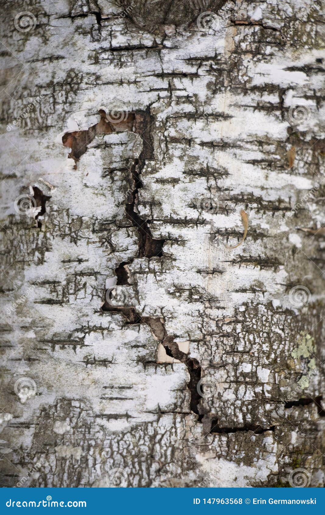 Torn Grunge Birch Bark Texture Stock Photo - Image of decay, broken ...