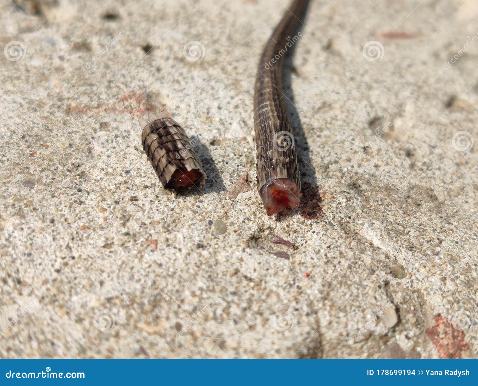 The Tail of a Lizard Fell Off and Lies on a Stone Stock Photo - Image ...