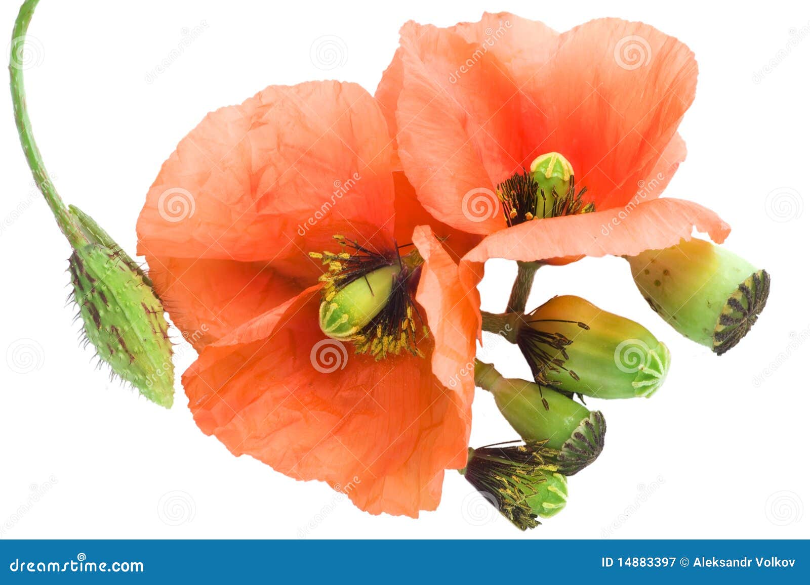 The Torn Off Poppy. the Broken Life. Stock Image - Image of farm ...