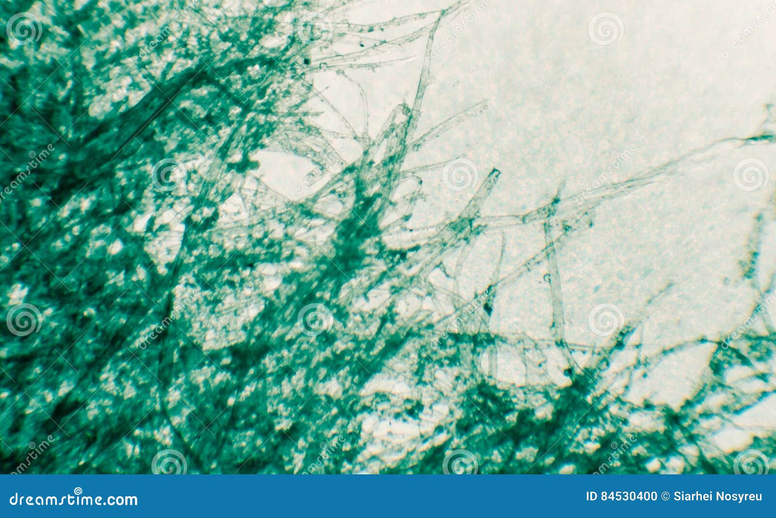 Torn Paper, Microscope View Stock Photo - Image of bacterium ...