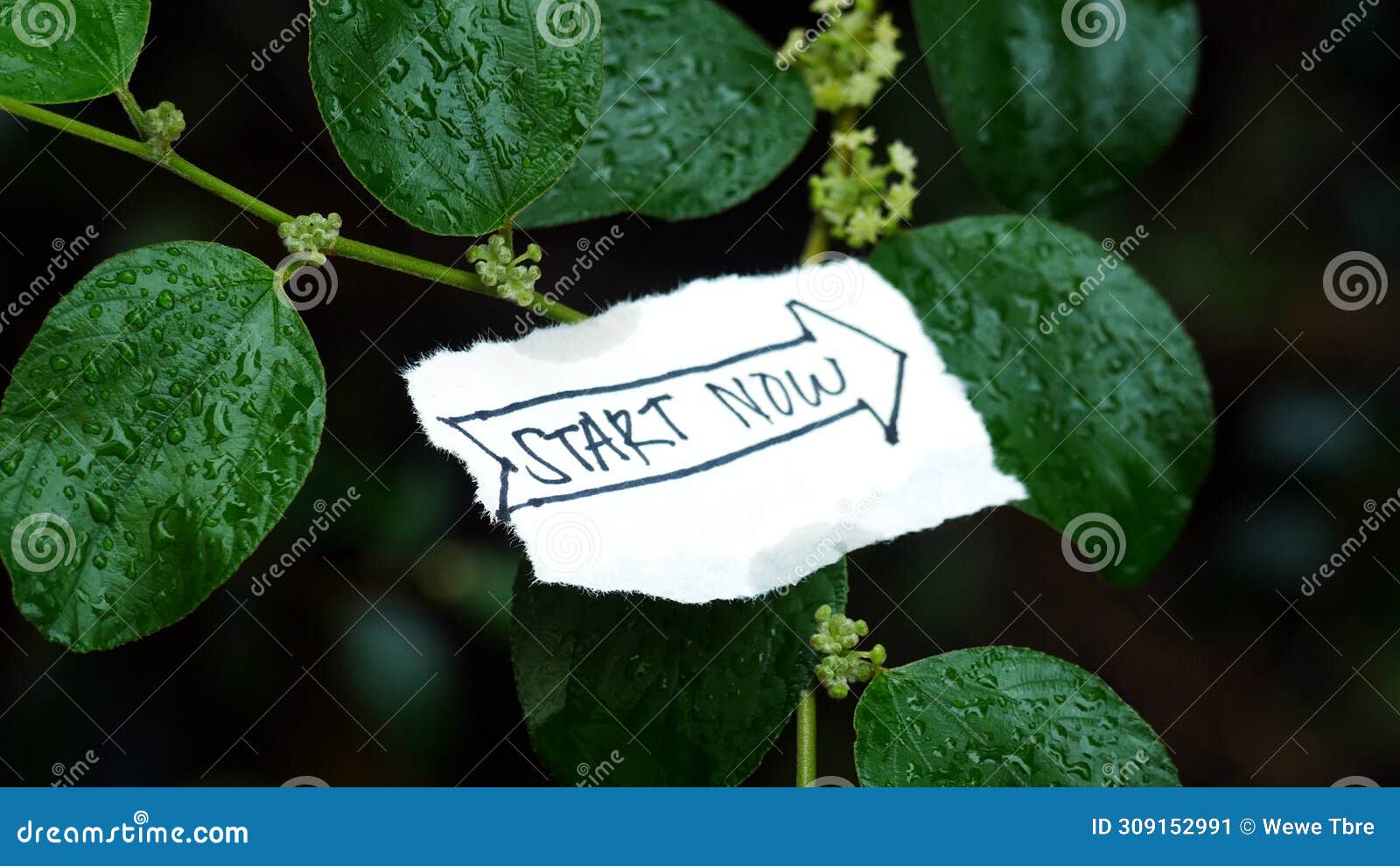 Torn Paper with the Words "Start Now" on a Tree Branch, Motivational ...