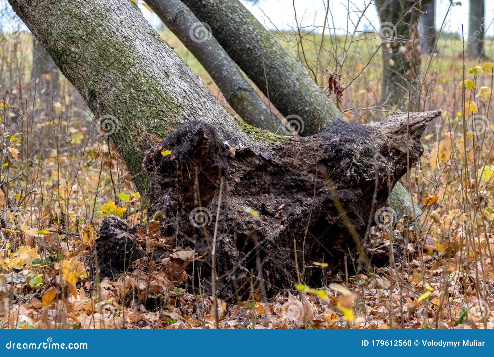Torn from the Roots Tree after the Storm, the Effects of the Elements ...