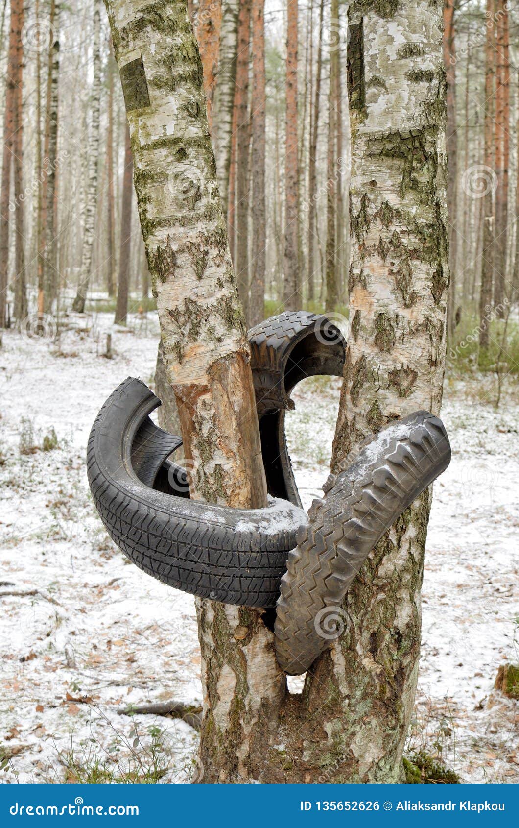 A Torn Tire Hanging from a Tree Stock Photo - Image of pollution ...