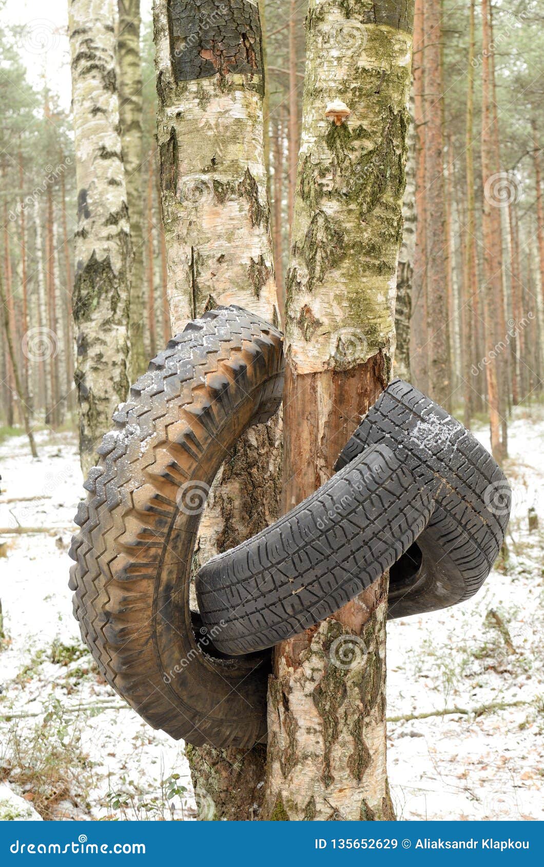 A Torn Tire Hanging from a Tree Stock Image - Image of birch, junk ...