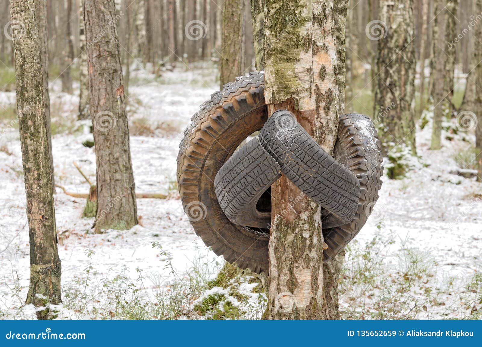 A Torn Tire Hanging from a Tree Stock Image - Image of exploded, black ...