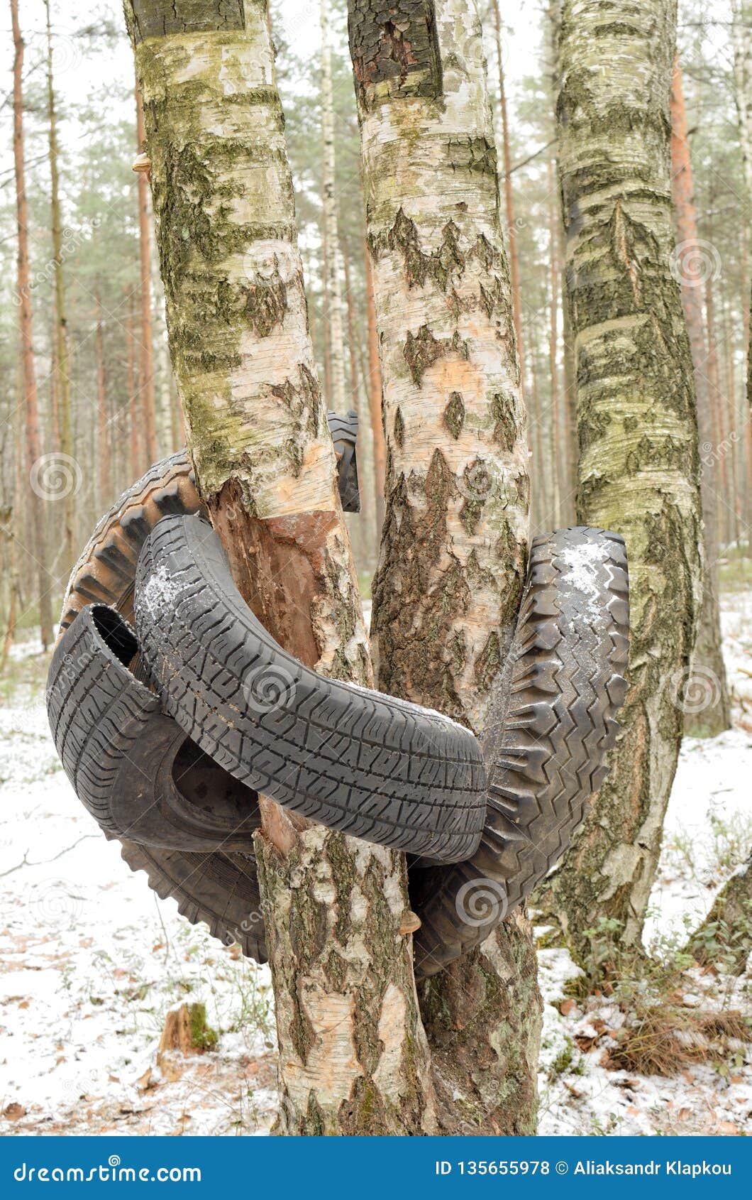 A Torn Tire Hanging from a Tree Stock Photo - Image of accident ...