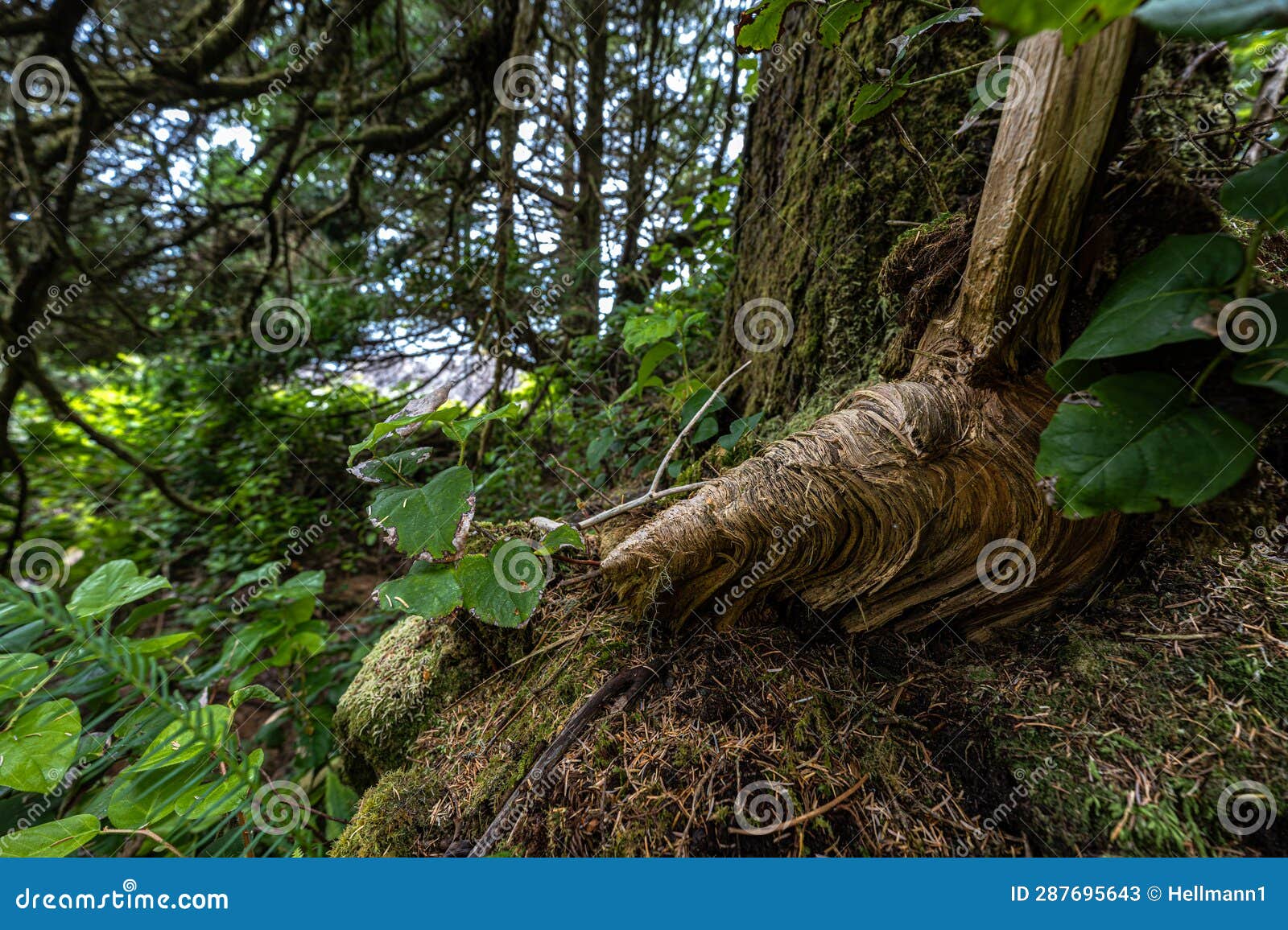 Torn Tree Branches, Vancouver Island Stock Image - Image of view ...