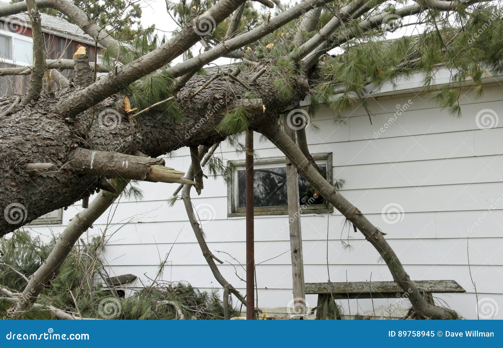 Tornado Damage with a Pine Tree on a House Stock Image - Image of wind ...