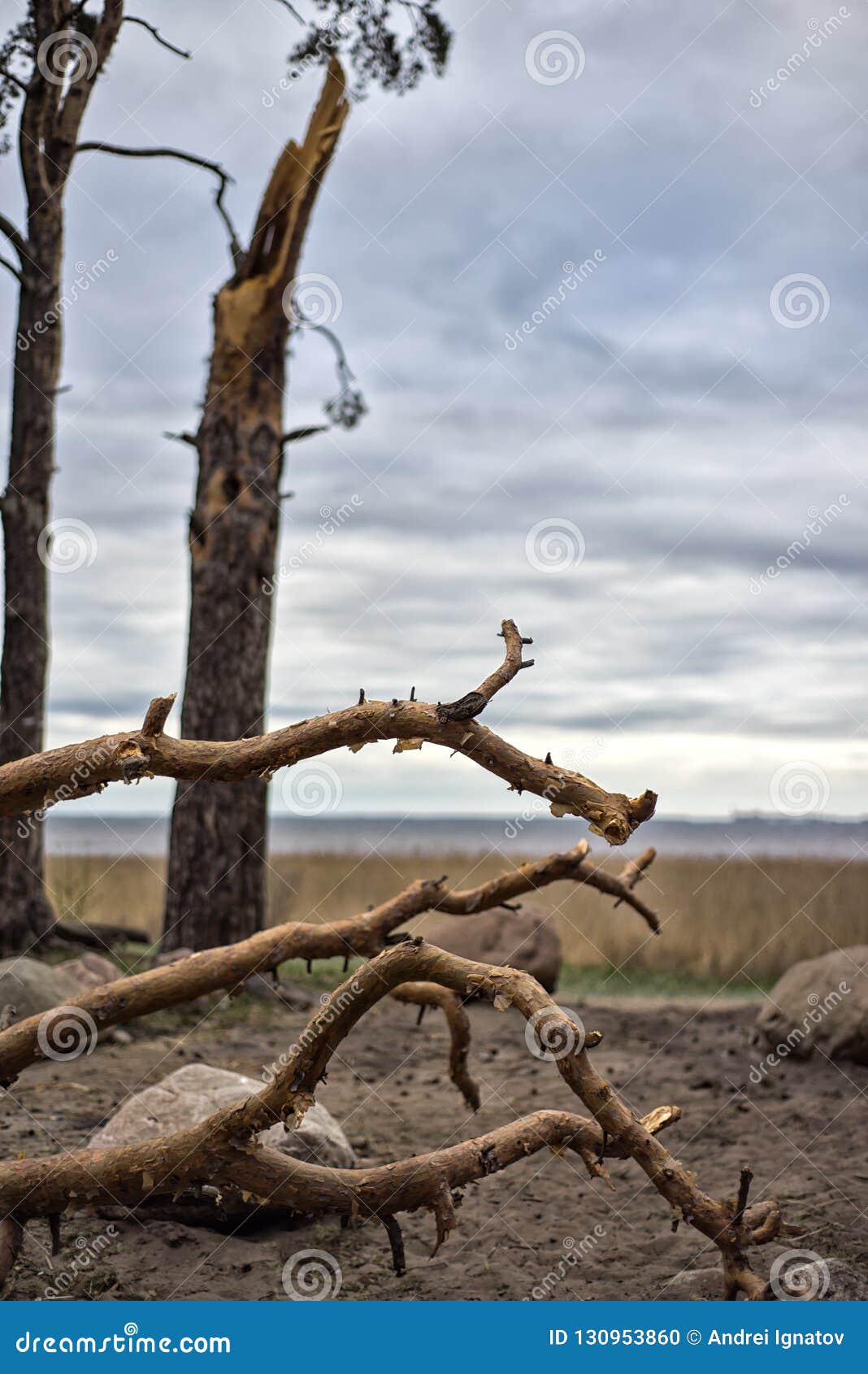 Tornado Storm Damage Causes a Large Mature Maple To Be Broken and Fell ...